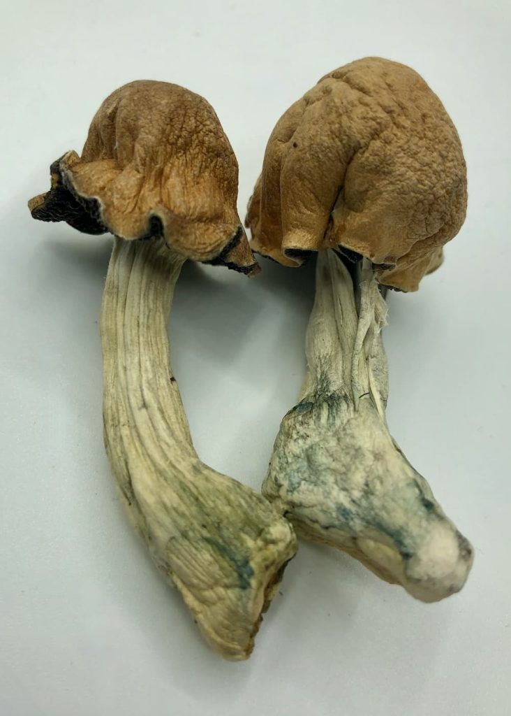 Tidal Wave Magic Mushroom - The Magicsocialclub