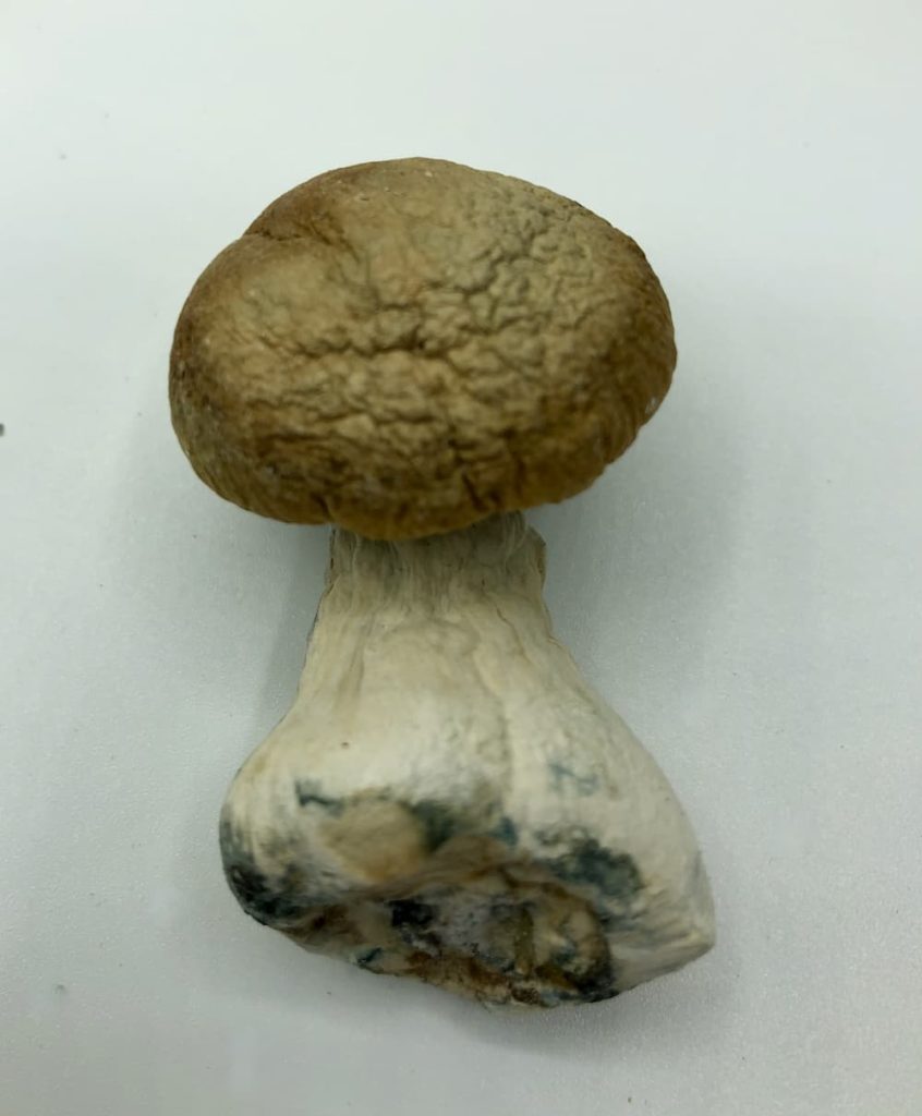 Yeti Magic Mushroom – The Magicsocialclub